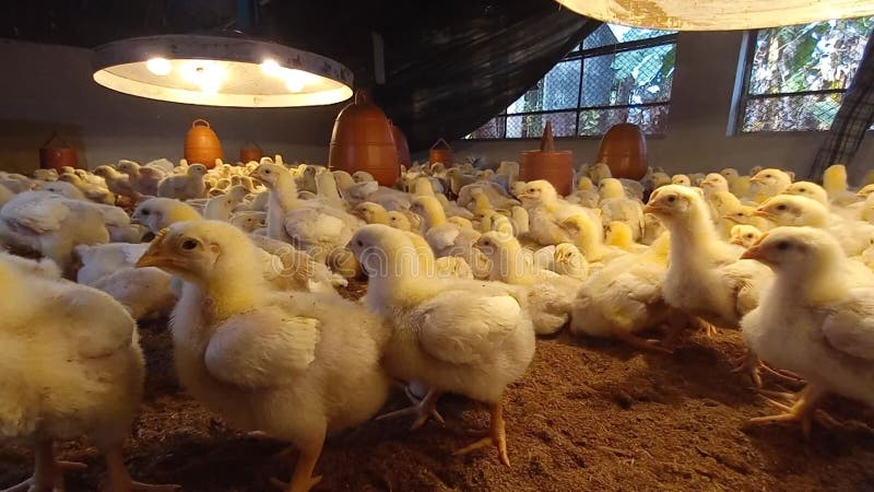A Multitude of Tiny Broiler Chickens Thriving in the Bustling Poultry ...