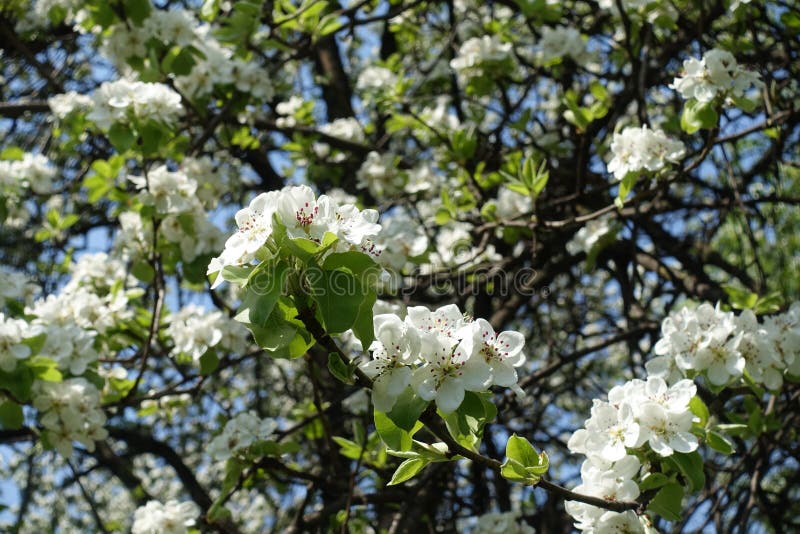 Multitude of White Flowers of Pear Tree in April Stock Photo - Image of ...