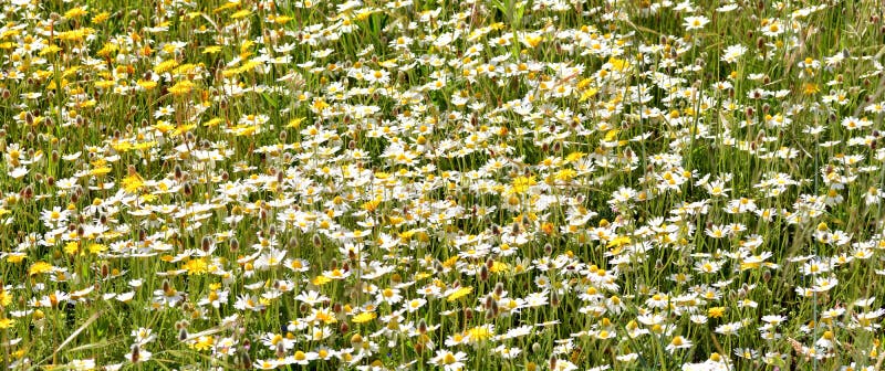 Multitude of Wild Flowers in the Field Stock Photo - Image of fondo ...