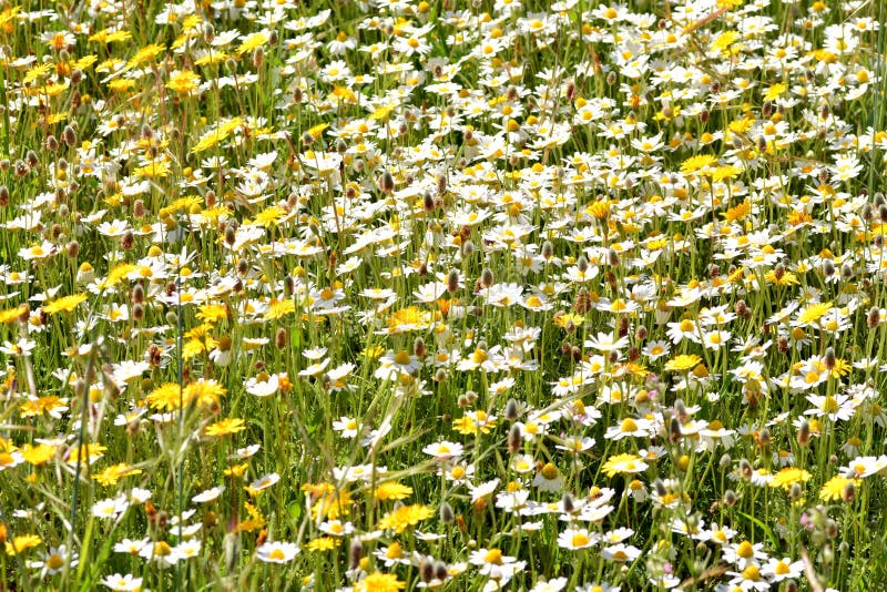 Multitude of Wild Flowers in the Field Stock Photo - Image of verano ...