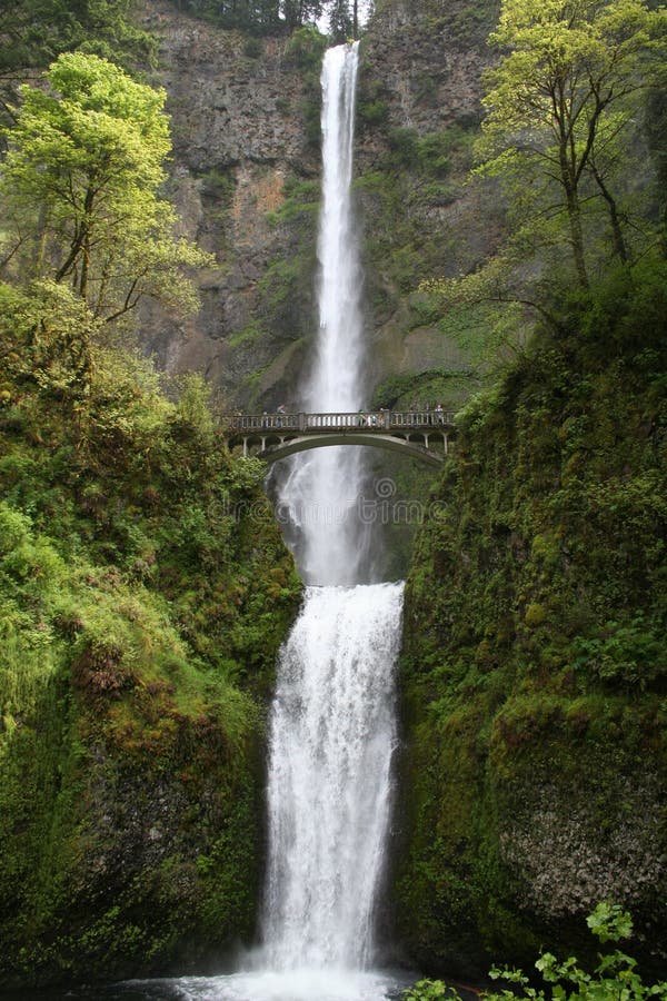 Multnomah Falls stock photo. Image of tree, bridge, rural - 212610870