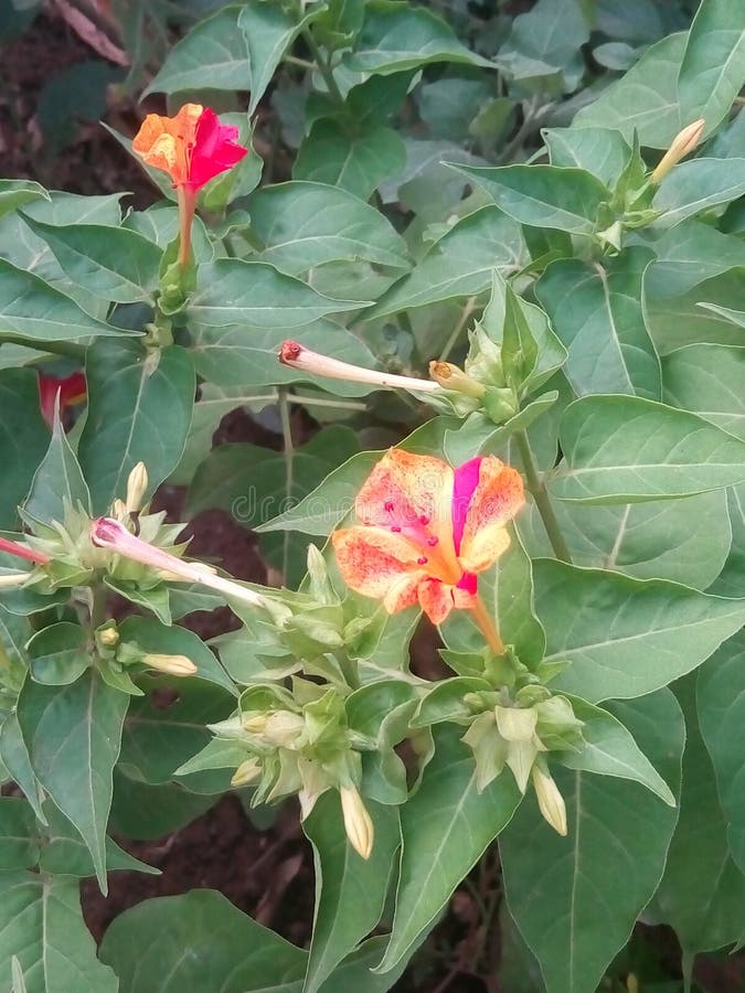 Multy Colour Flower Stock Photos - Free & Royalty-Free Stock Photos ...