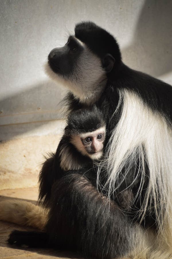 Mum and Baby of Colobus Guereza in Zoo Stock Image - Image of africa ...