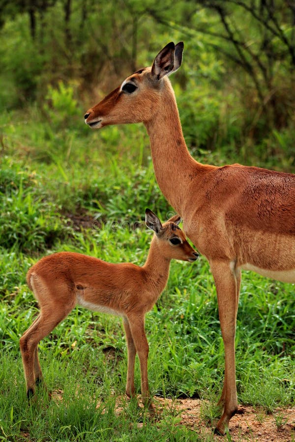 Mum and baby Impala stock photo. Image of impala, squirrel - 238212388