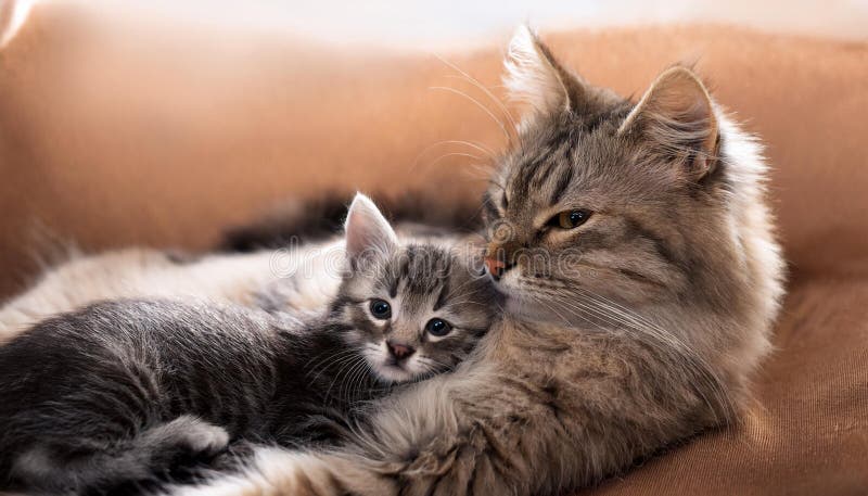 Mum Cat Cuddling Her Cub, AI Generated Stock Illustration ...