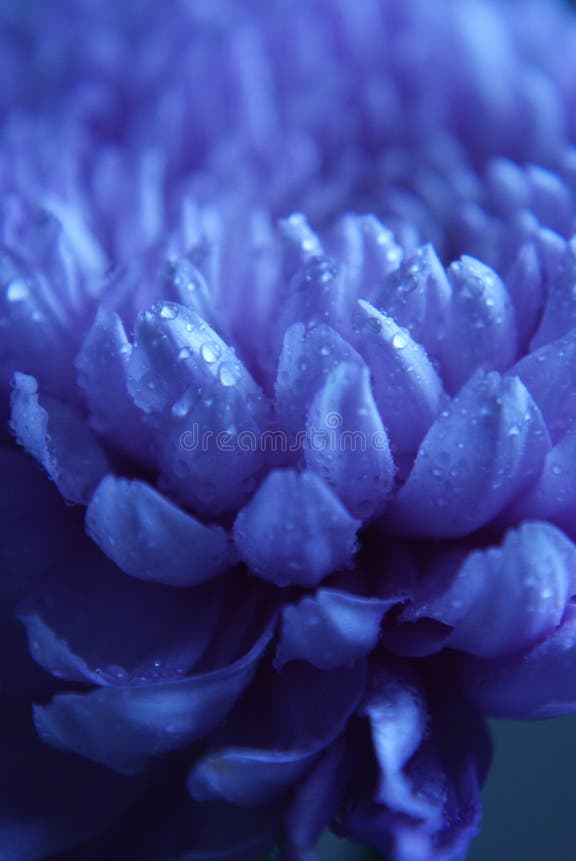 Mum stock image. Image of common, blue, pink, petals - 49250559