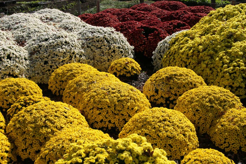 Mum flower stock photo. Image of chrysanthemum, blossom - 25345488