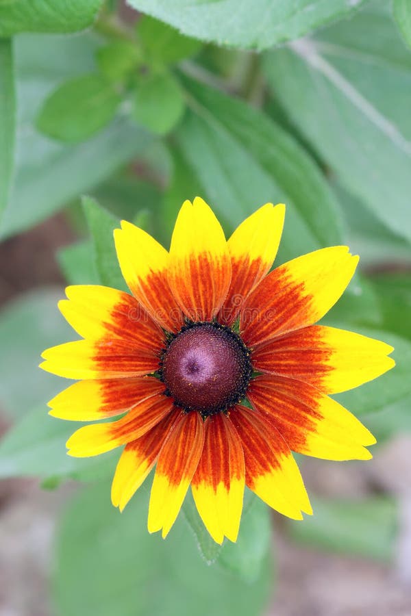 Mum flower stock image. Image of flower, flowers, blooming - 26789451