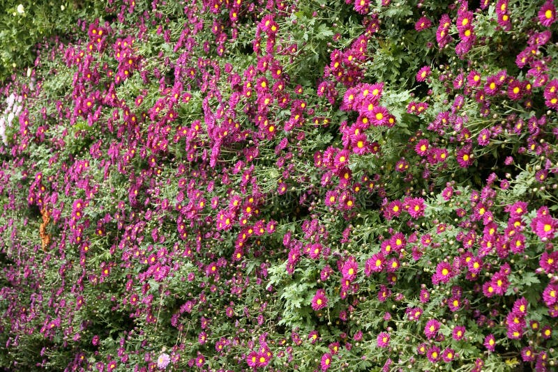 Mum flowers stock photo. Image of floral, pink, flowery - 16143054