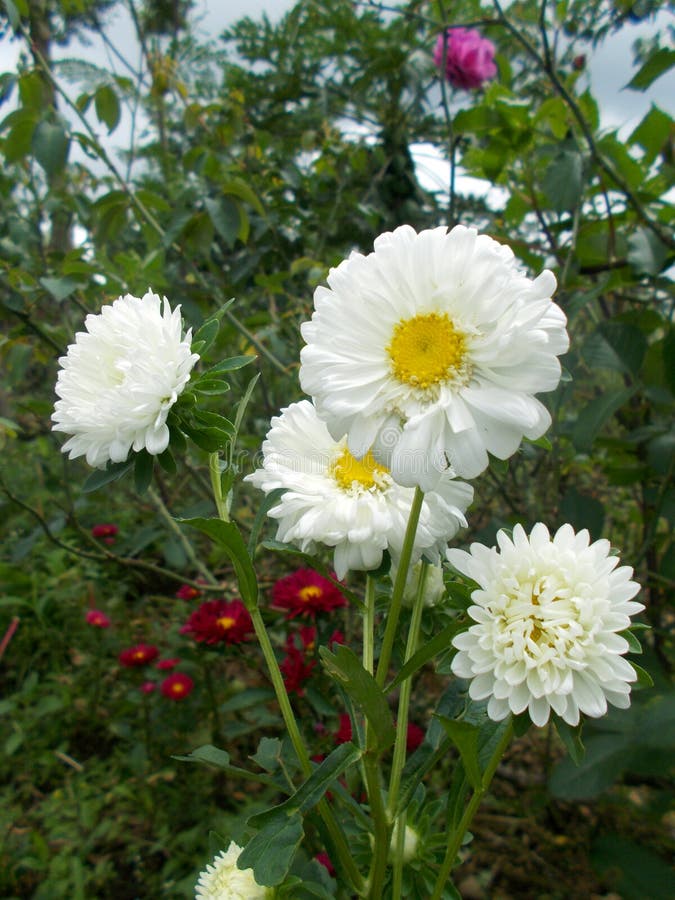 Mums Aster Flower Closeups on the Garden Crysanthemums Stock Photo ...
