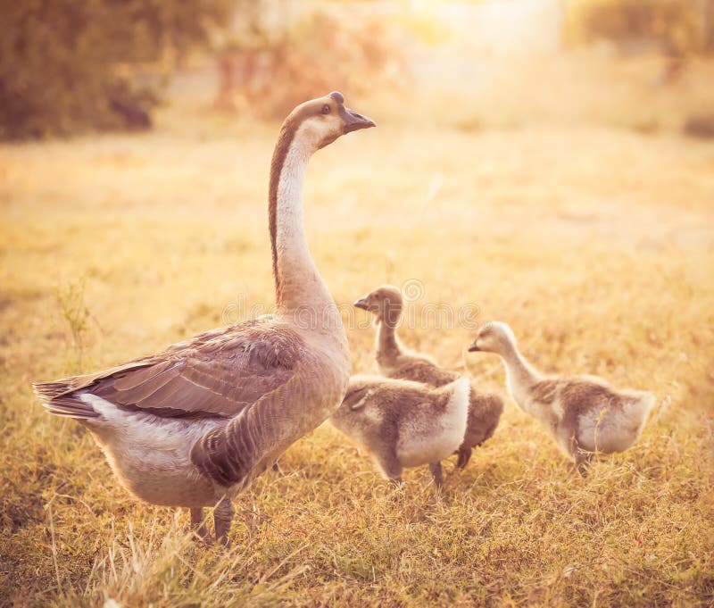 Mum Goose with Babies Goose Inside Farm Stock Image - Image of goose ...