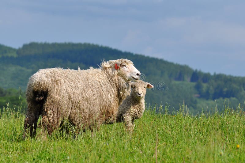 Two cute lambs stock photo. Image of curious, little, expectant - 9276112