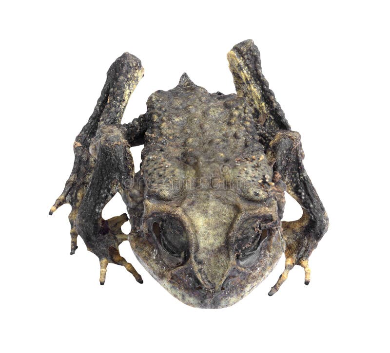 Padda Som Bevaras I Formaldehyde I Den Glass Kruset Med Tillbaka ...