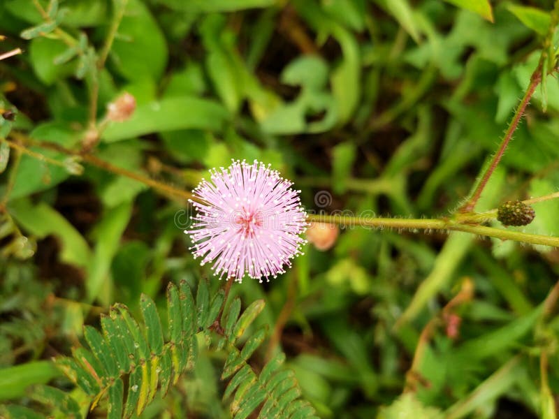 Mumisa Pudica Flower or Neptunia Dimorphantha Stock Image - Image of ...