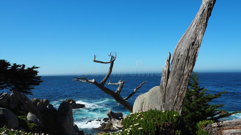 The Mummified Coastal Trees. Stock Photo - Image of shore, promontory ...