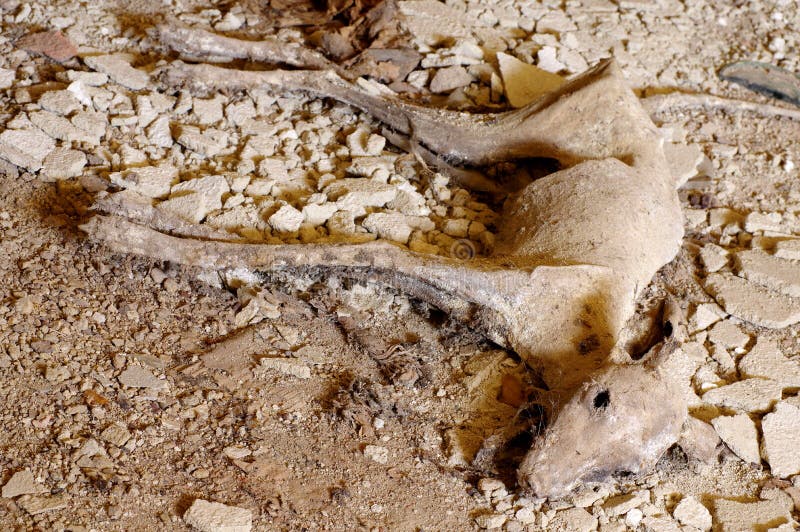 Mummified dog 2 stock photo. Image of distress, abandoned - 51021392