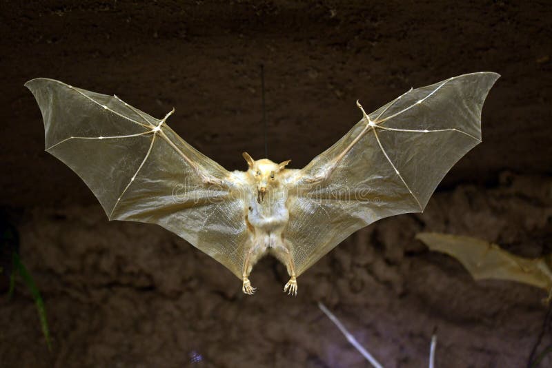 Bone Column Spinal Structure Stock Photos - Free & Royalty-Free Stock ...