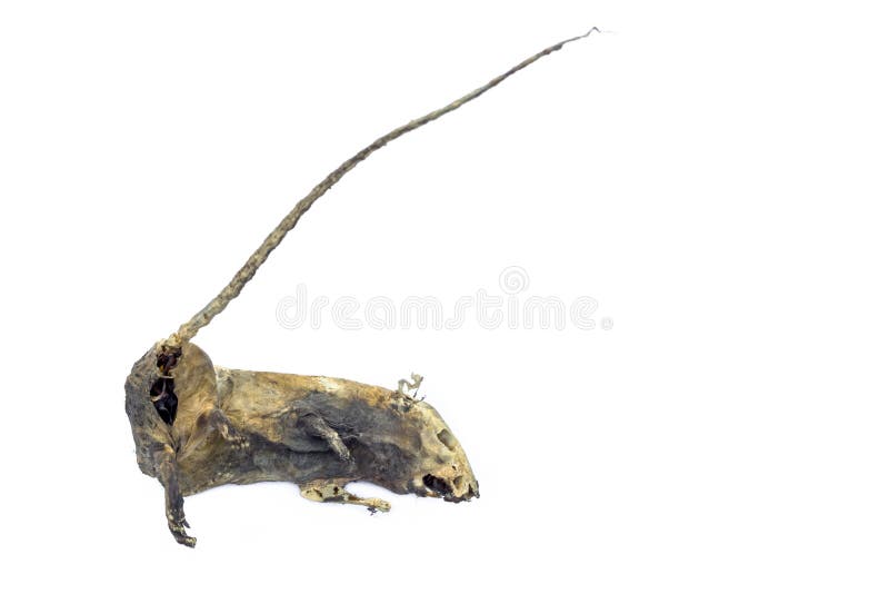 Mummified Rat by Nature on White Background Stock Image - Image of ...