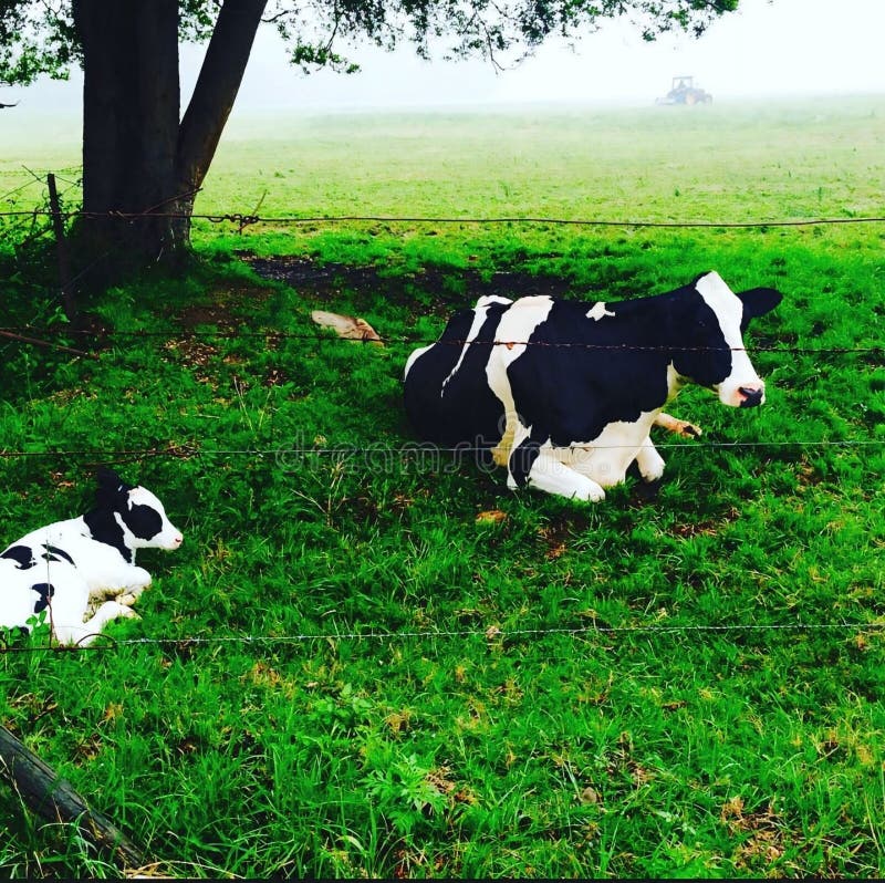 Mummy Daisy and her Calf stock photo. Image of calf - 329218646