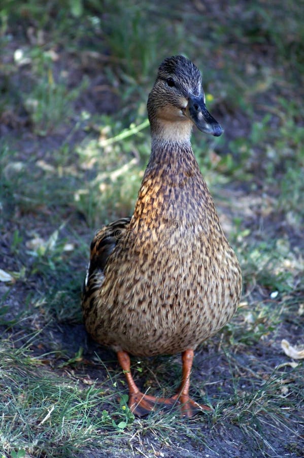 Mummy duck 1 stock image. Image of bird, mallard, cackle - 1017105