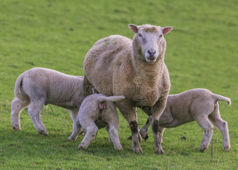 Mummy feeding her babys stock image. Image of colours - 83703315