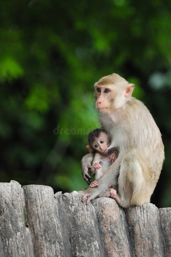 Mummy! I m hungry stock image. Image of hungry, monkey - 53859611