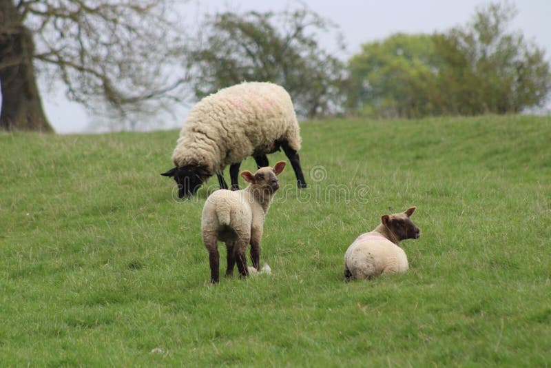 A Ewe and her Babies stock image. Image of herbivore - 144696475