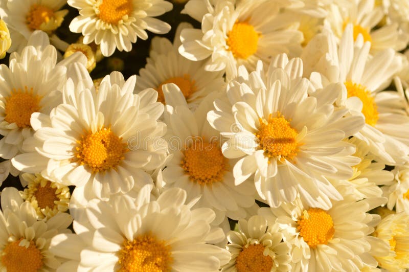 Mums foto de stock. Imagem de hastes, orgânico, flor - 100923708