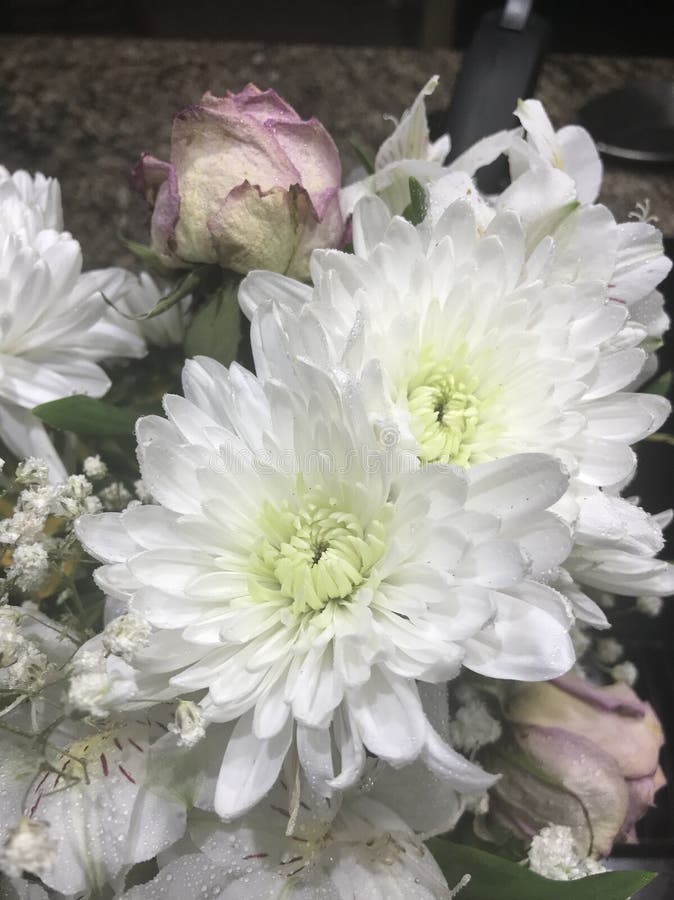 Mums stock photo. Image of wedding, white, flowers, mums - 126907056