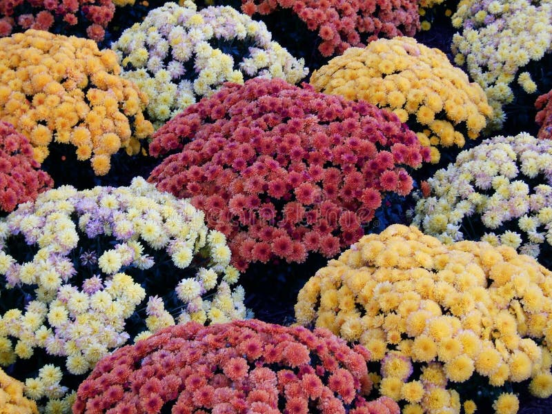 Mums stock image. Image of bloomers, beautiful, leaves, blur - 30999