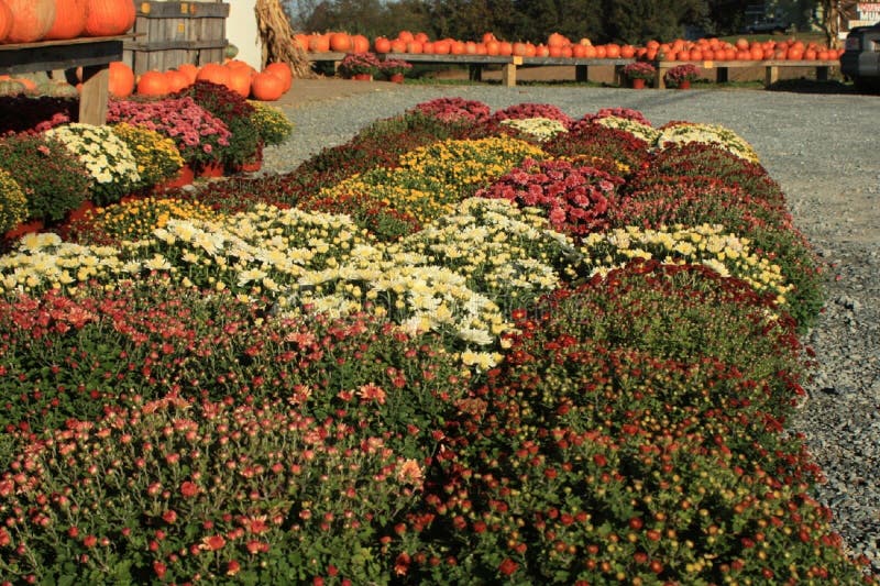 Mums in Autumn stock image. Image of seasonal, mums, harvest - 21715623