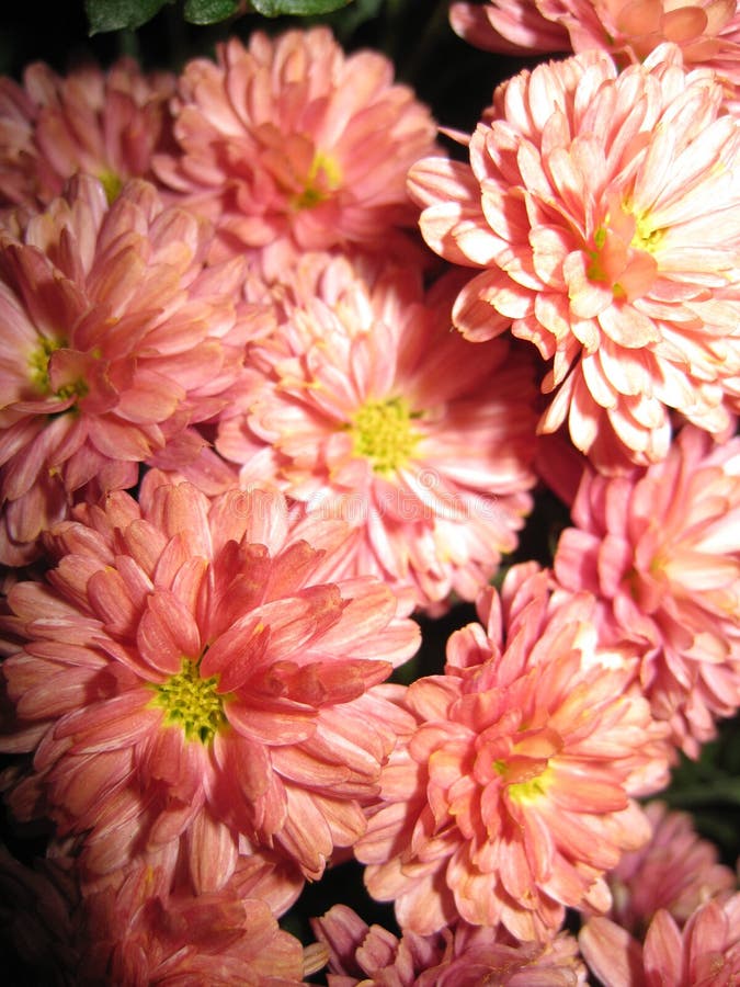 Mums stock photo. Image of pink, mums, fall, autumn, flowers - 77727598