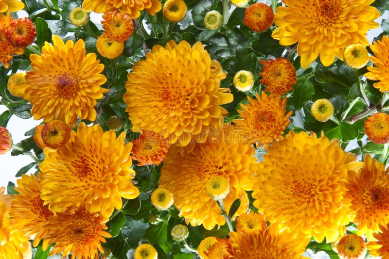 Mums background stock photo. Image of floral, leaves, multi - 5889224