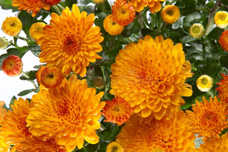 Lovely Fall Mums (chrysanthemum) Stock Image - Image of nature ...