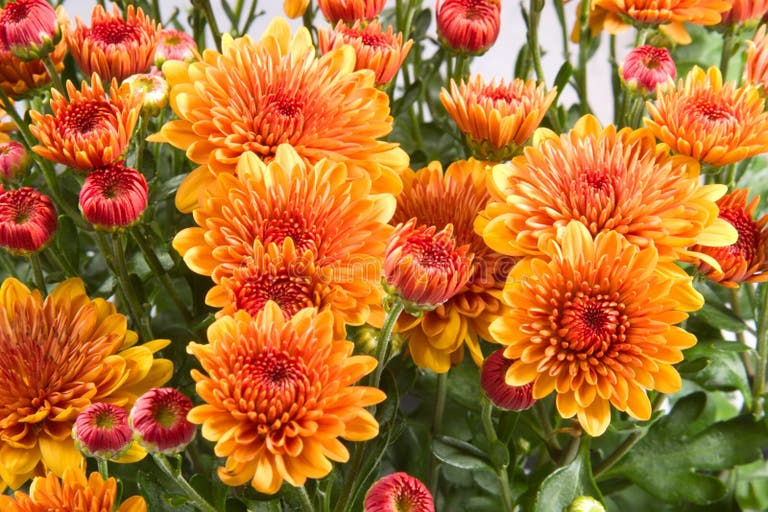 8,113 Mums Background Stock Photos - Free & Royalty-Free Stock Photos ...