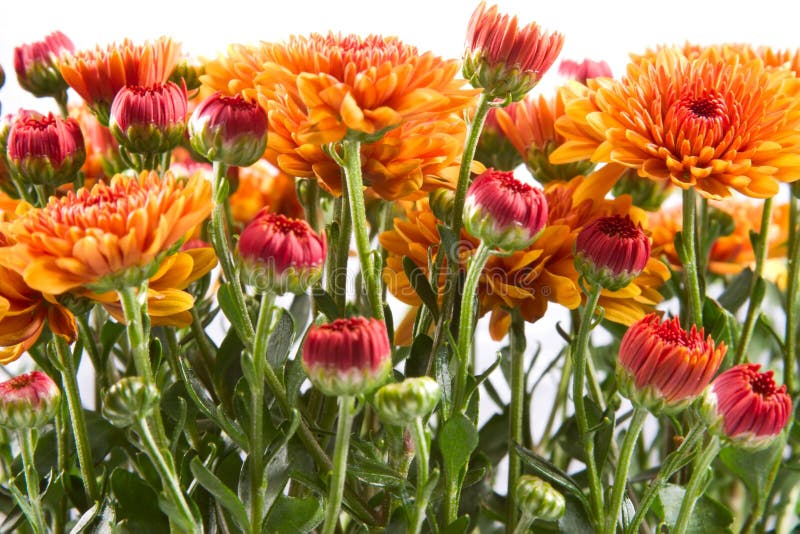 7,457 Mums Background Stock Photos - Free & Royalty-Free Stock Photos ...