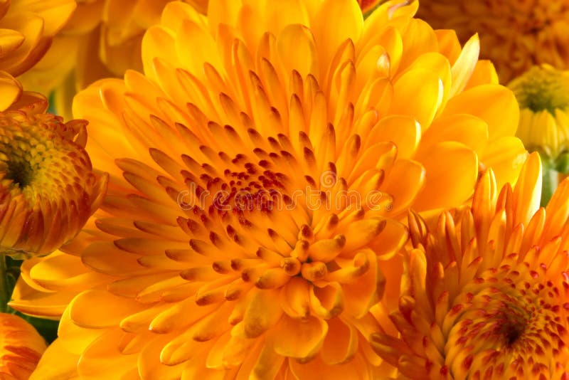 Mums background stock photo. Image of outdoors, floral - 3580744