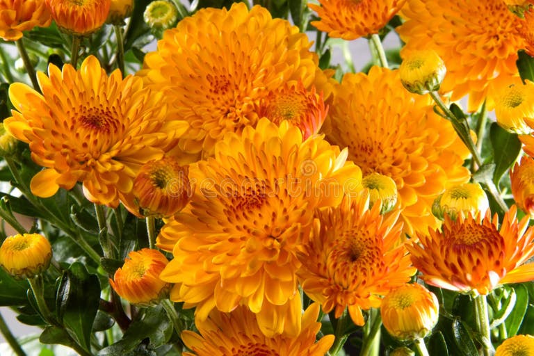 8,113 Mums Background Stock Photos - Free & Royalty-Free Stock Photos ...