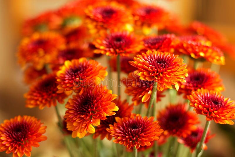 Mums stock image. Image of rust, flower, bouquet, vase - 42655961