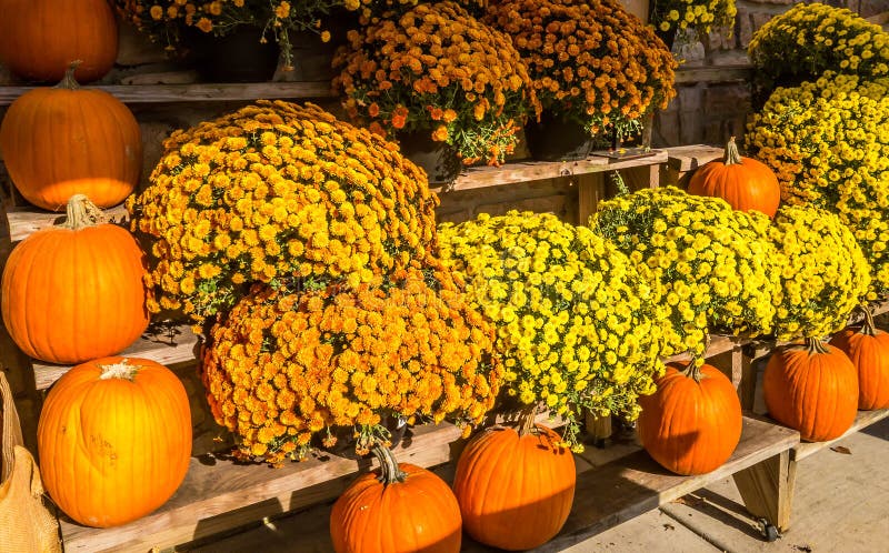 Mums Displayed in Front of a Store Stock Photo - Image of flora ...