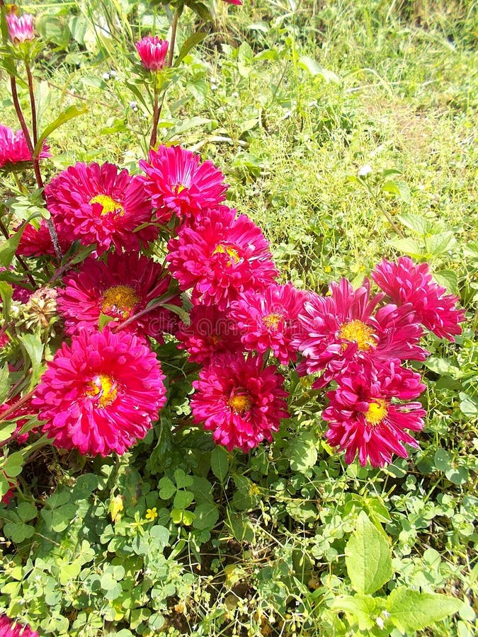 Mums Aster Flower Closeups on the Garden Crysanthemums Stock Photo ...