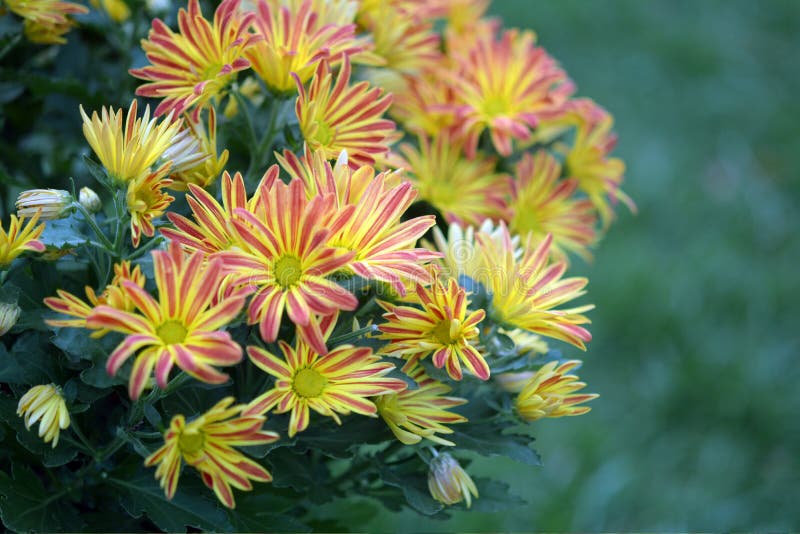 Mums flower stock photo. Image of nature, colorful, outdoor - 170543670