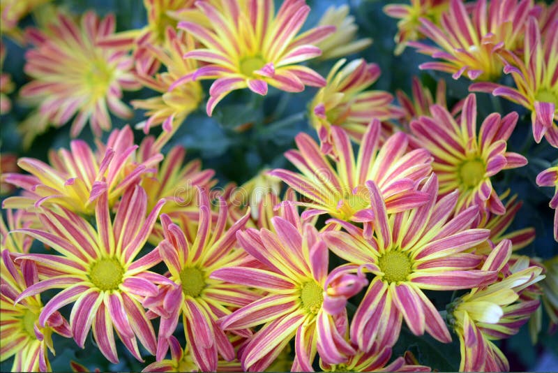 Mums flower stock photo. Image of color, gardening, pattern - 170543724