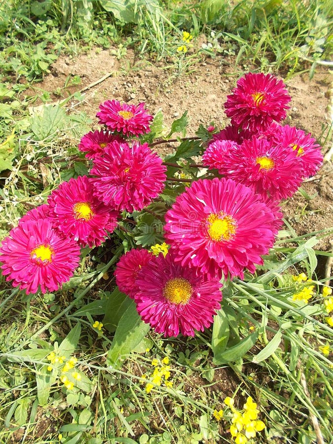Maroon Crysanthemum Mums Flowers, Red Crysanths Stock Image - Image of ...