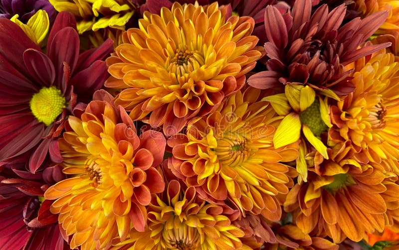 Mums, Mixed Colors, Fall Bouquet Stock Image - Image of mums, color ...