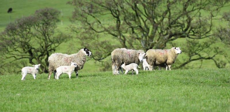 Mums and the new lambs stock image. Image of sheep, meadow - 68396849