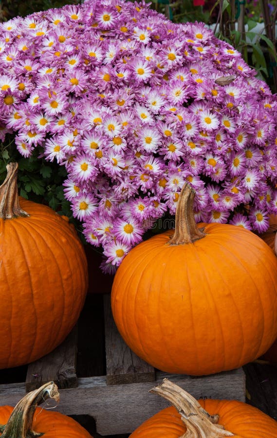 Mums and pumpkins stock image. Image of background, squash - 28979097