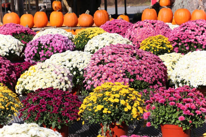 Red Mums and Pumpkin for Halloween Stock Image - Image of mums ...