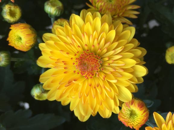 Mums stock image. Image of view, mums, large, overhead - 79060095