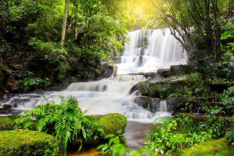 Fresh Cascade in Rain Forest Stock Photo - Image of river, fresh: 114196276